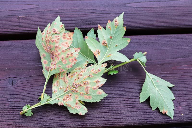 The Underside of Leaves Infected with Juniper Hawthorn Rust Stock Photo ...