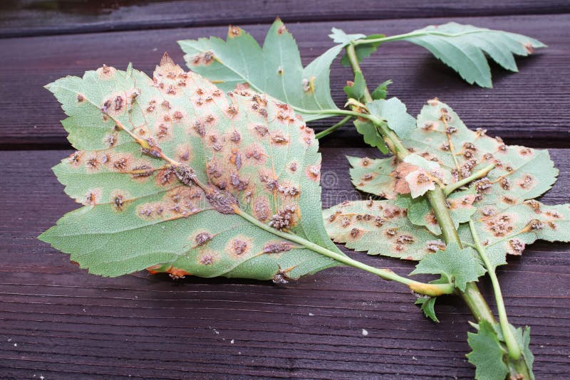 The Underside of Leaves Infected with Juniper Hawthorn Rust Stock Photo ...