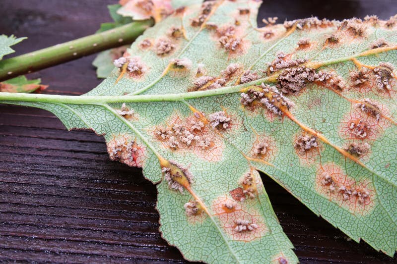 The Underside of Leaves Infected with Juniper Hawthorn Rust Stock Photo ...