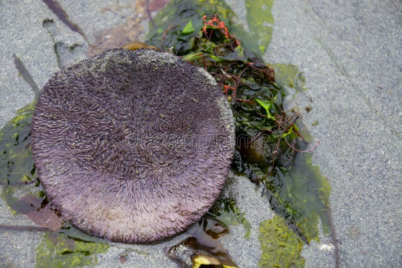 The Underside of a Living Sand Dallor Stock Image - Image of shell ...