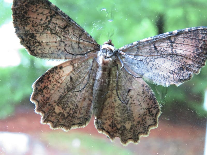 Underside of Moth on Wet Window Close-up Stock Image - Image of wings ...