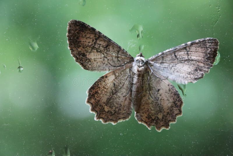 Underside of Moth on Wet Window Stock Image - Image of black, veins ...