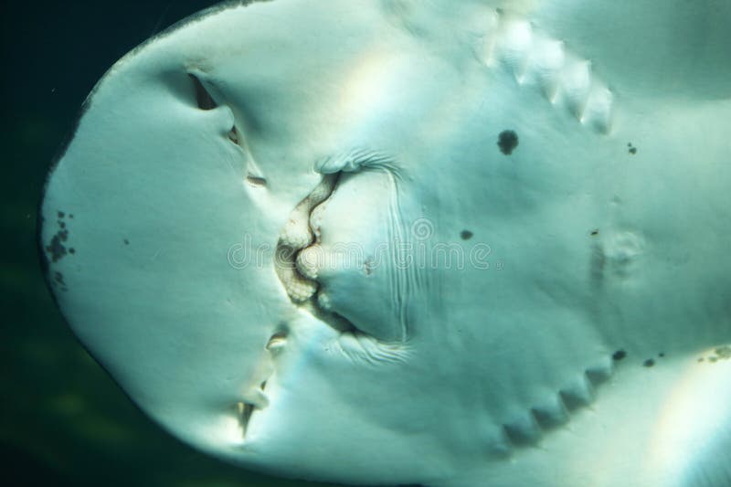 Underside and Mouth of a Whiptail Stingray Stock Photo - Image of aquarium, aqua: 372081786