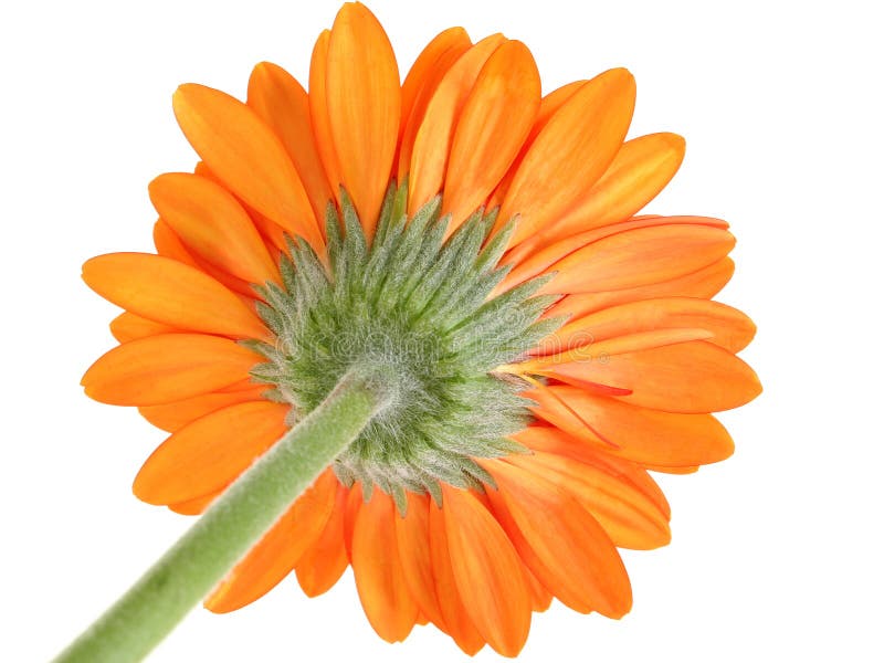Underside of Orange Gerber Daisy Focus on Sepal Stock Photo - Image of ...