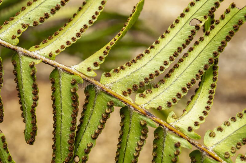 The Underside of Ostrich Fern Stock Image - Image of fronds, leaf ...