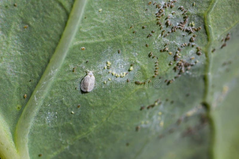 Underside of Plants Leaves with Pest Cabbage Whitefly Aleyrodes ...