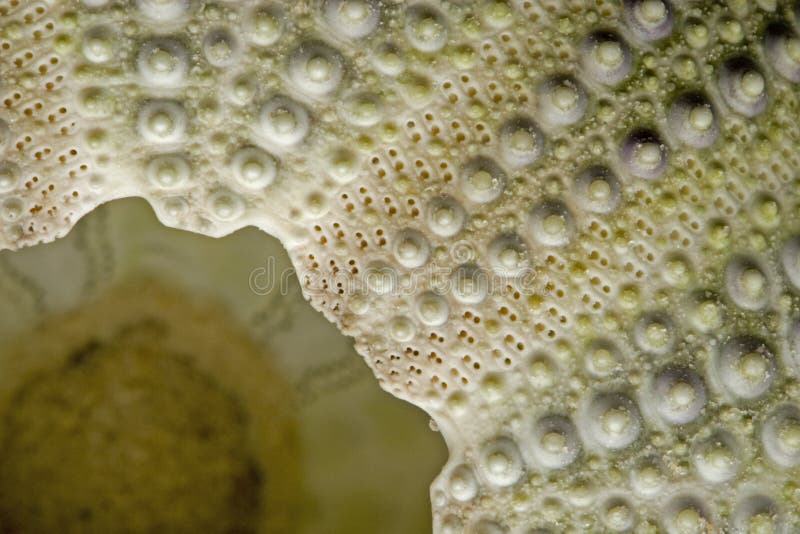 Underside of a sea urchin stock photo. Image of natural - 304400