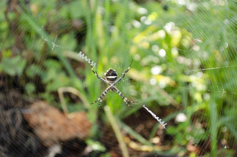 Underside of spider stock photo. Image of underside, spider - 6806642