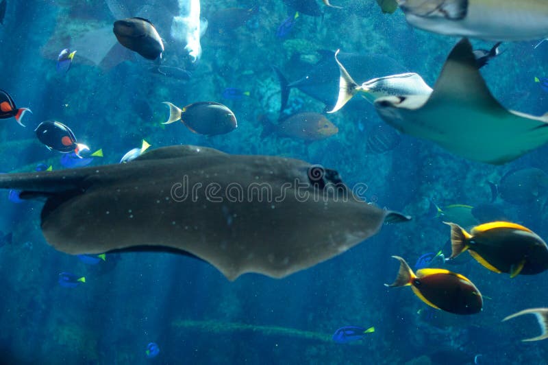 Underside of a Southern Stingray Under the Light Stock Image - Image of ...
