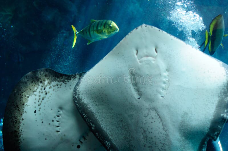 Underside of a Southern Stingray Under the Light Stock Photo - Image of ...