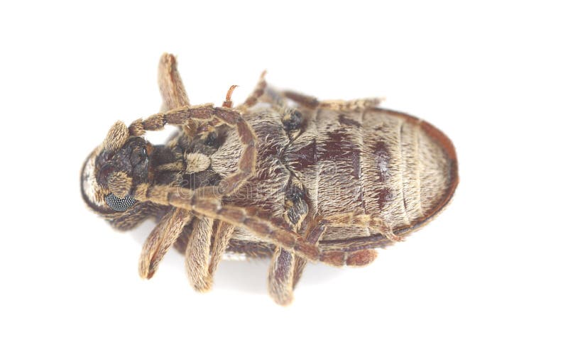 Spider Beetle, Ptinus Raptor Stock Photo - Image of entomology, nature ...