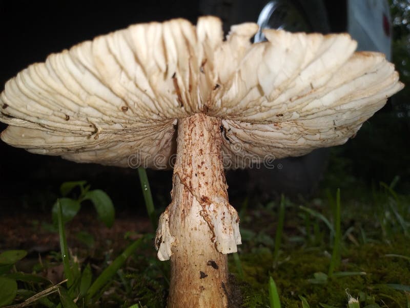 Underside of toad stool stock photo. Image of mushroom - 190261300