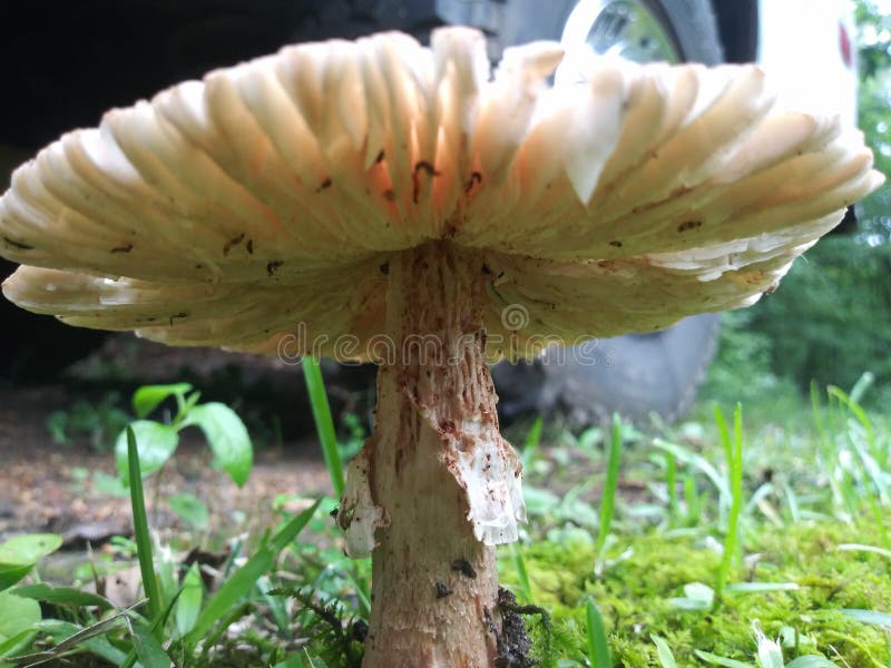 Underside of toad stool stock image. Image of underside - 190261325