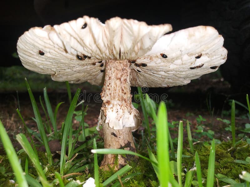 Underside of toad stool stock image. Image of leaf, woodland - 190261447