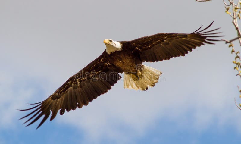 American Bald Eagle in Flight Stock Photo - Image of avian, closeup ...