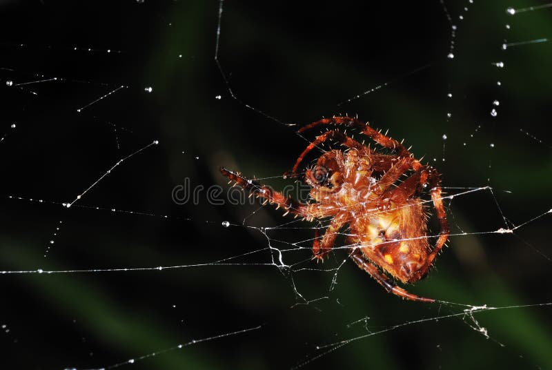 Underside View of a Spider Crawling on Its Web Stock Image - Image of ...