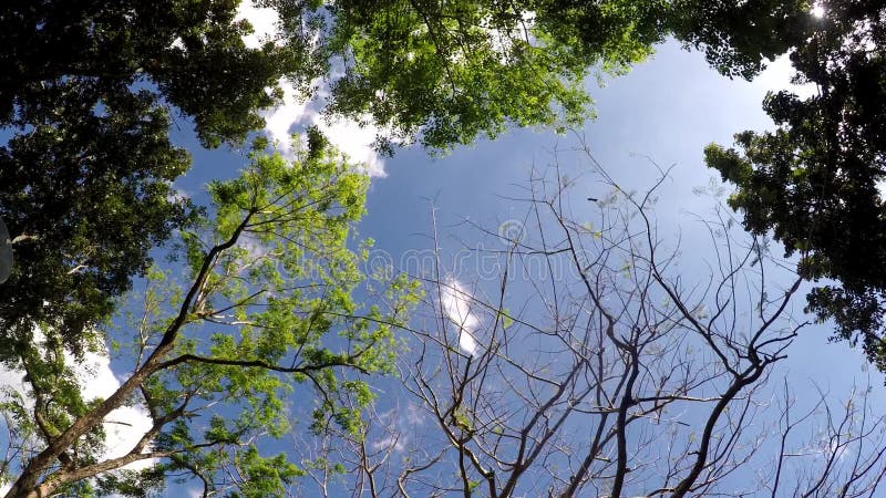 Underside View of Trees and Vegetation on Mountain Reserve Forest ...