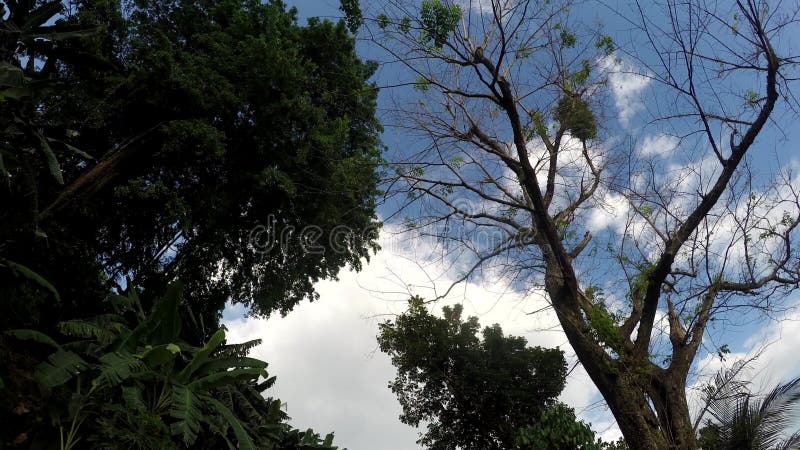 Underside View of Trees and Vegetation on Mountain Reserve Forest. Low ...