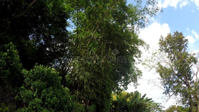 Underside View of Trees and Vegetation on Mountain Reserve Forest. Low ...