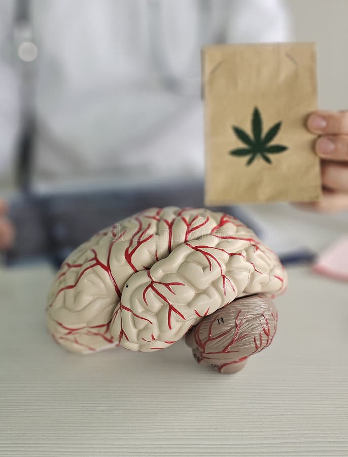 Understanding the Connection between Cannabis and Brain Function Stock ...