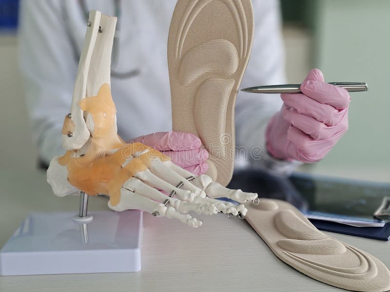 Understanding Foot Anatomy through Models and Practical Demonstrations ...