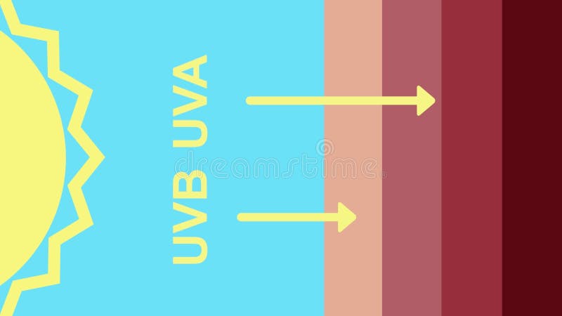 Understanding the Impact of UVB and UVA Rays on Skin Protection in a ...