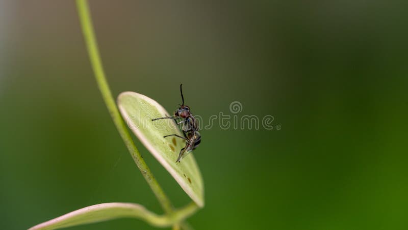 Understanding Lispe Tentaculata: a Study of the Tentacled Shore Fly ...