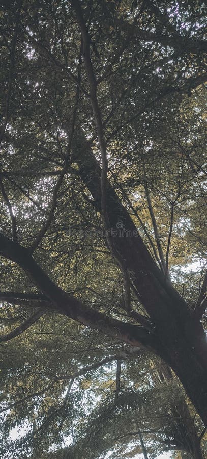 Undertree Shadow Stock Photos - Free & Royalty-Free Stock Photos from ...