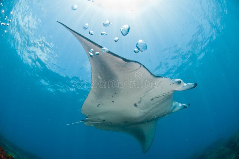 Underview of a mantaray stock image. Image of underbelly - 21260309