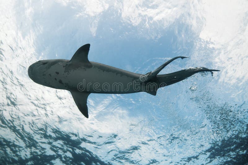 Underview of a tiger shark stock photo. Image of sharks - 21363694