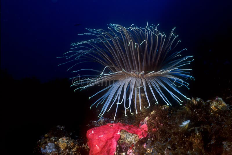 Red sea anemone stock image. Image of ocean, marine, islands - 30875007