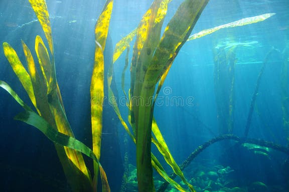 392 Underwater Reeds Stock Photos - Free & Royalty-Free Stock Photos ...