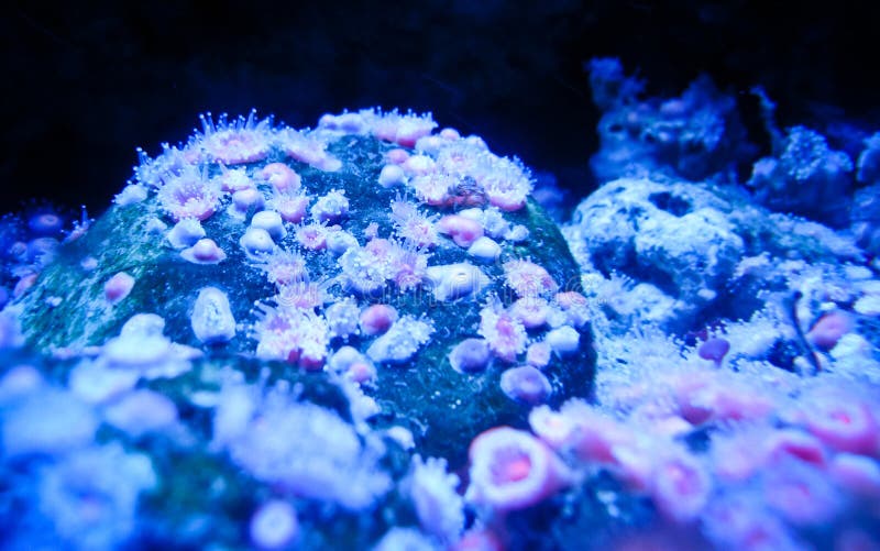 Golden Leptastrea Coral Macro Stock Image - Image of hard, animal ...