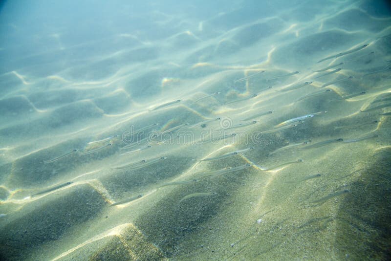 55,969 Sand Underwater Stock Photos - Free & Royalty-Free Stock Photos ...