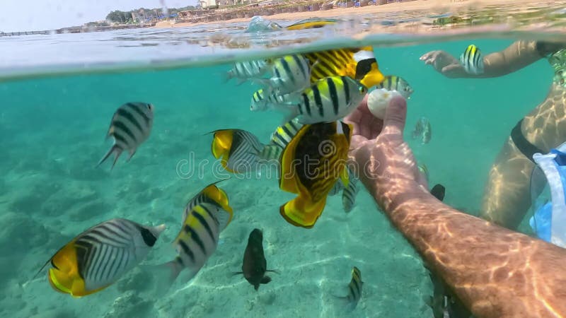 Underwater Adventure with Vibrant Fish and Snorkeling Exploration Stock ...