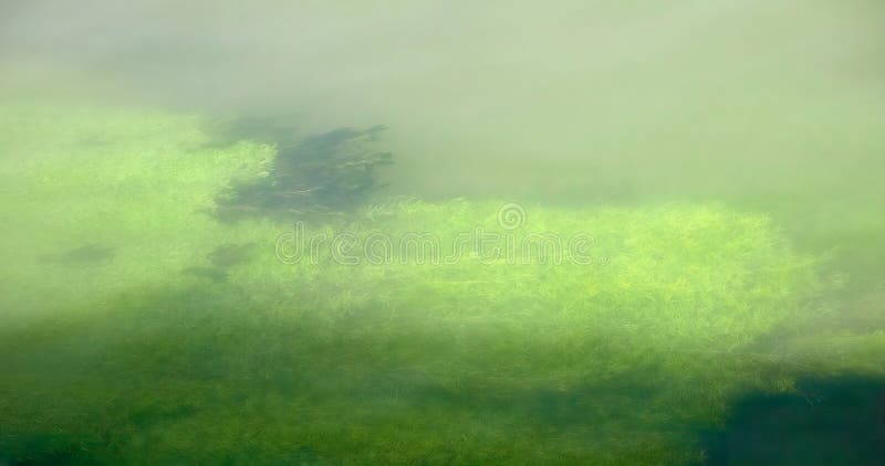 Underwater Algae Background Stock Photo - Image of wallpaper, backdrop ...