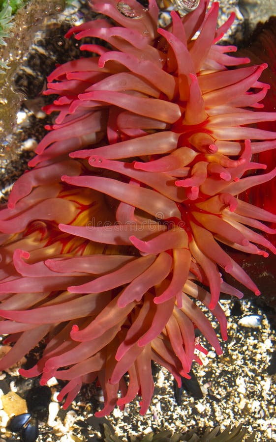 Red Painted Anemone Underwater Stock Image - Image of wallpaper, ocean ...
