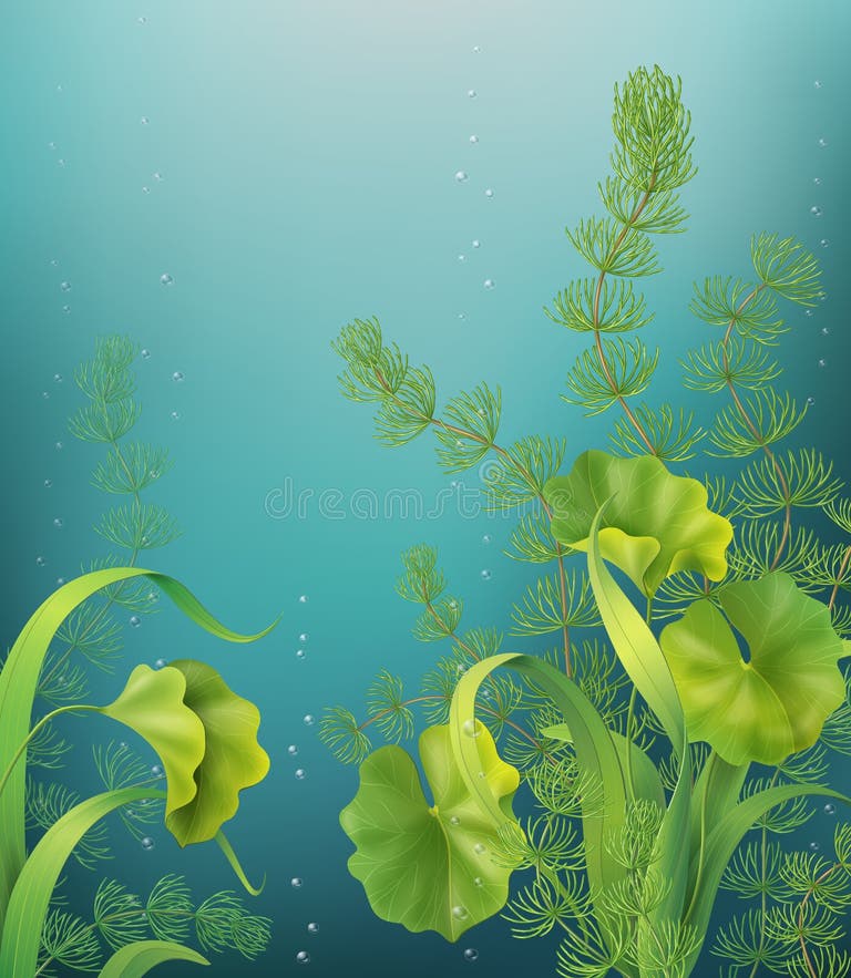 Aquatic Plants Stock Illustrations – 40,131 Aquatic Plants Stock ...