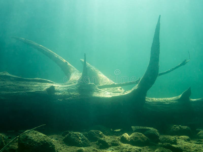 Underwater View of Fallen Birch Leaves on Water Surface with Shore ...