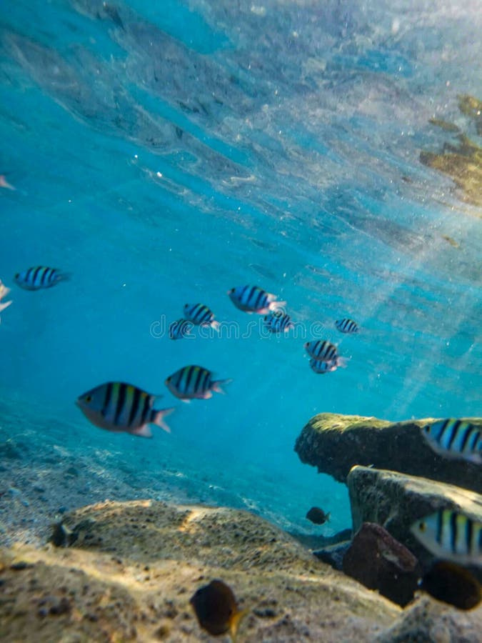 Underwater banded fish stock photo. Image of underwater - 166658224