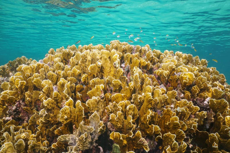 Sea Life Fire Sponge Tedania Ignis Stock Photo - Image of wildlife ...
