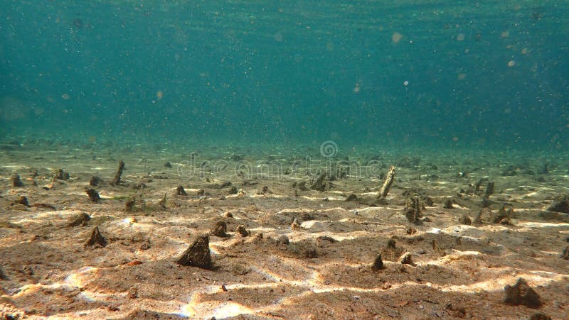 Underwater of the Bottom while Snorkeling Stock Photo - Image of ...