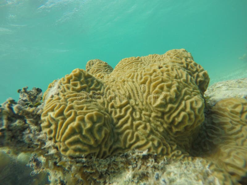 Underwater brain stock photo. Image of coral, caribbean - 62871114
