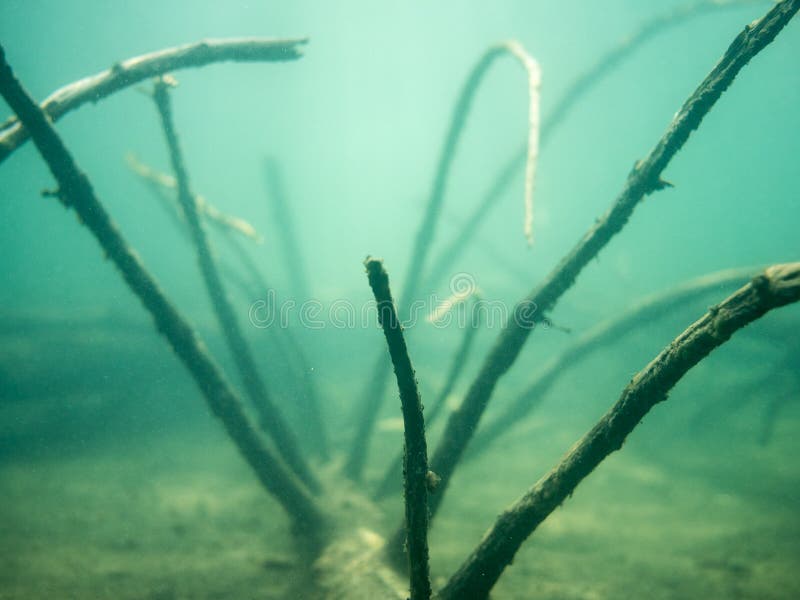 Underwater Branches of Fallen Tree in Lake Bottom Stock Image - Image ...