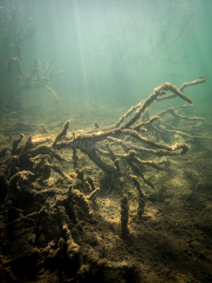 Underwater Branches and Sunbeams Stock Photo - Image of sediment, water ...