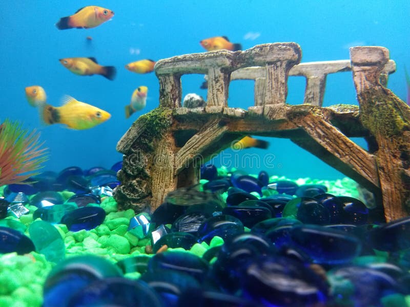 Underwater bridge stock image. Image of swimming, underwater - 121684343