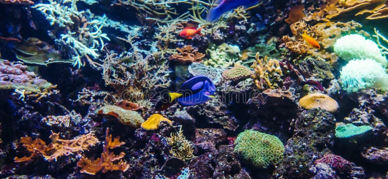 Underwater Bright World with Corals and Fishes. Stock Image - Image of ...
