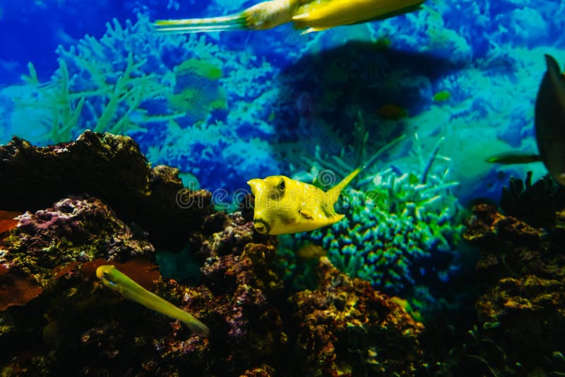 Underwater Bright World with Corals and Fishes. Stock Image - Image of ...