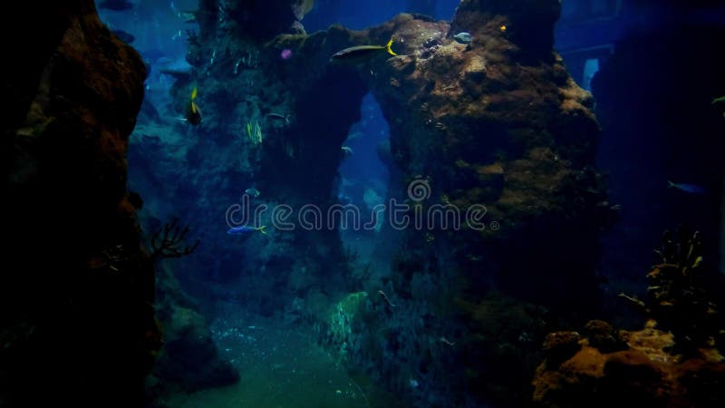 Underwater Camera View of Small Fish in the Ocean. Stock Video - Video ...