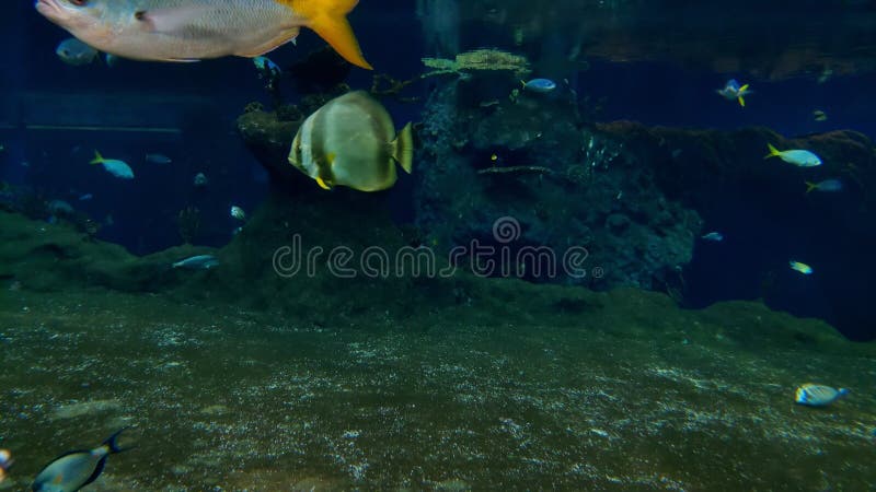 Underwater Camera View of Small Fish in the Ocean. Stock Video - Video ...